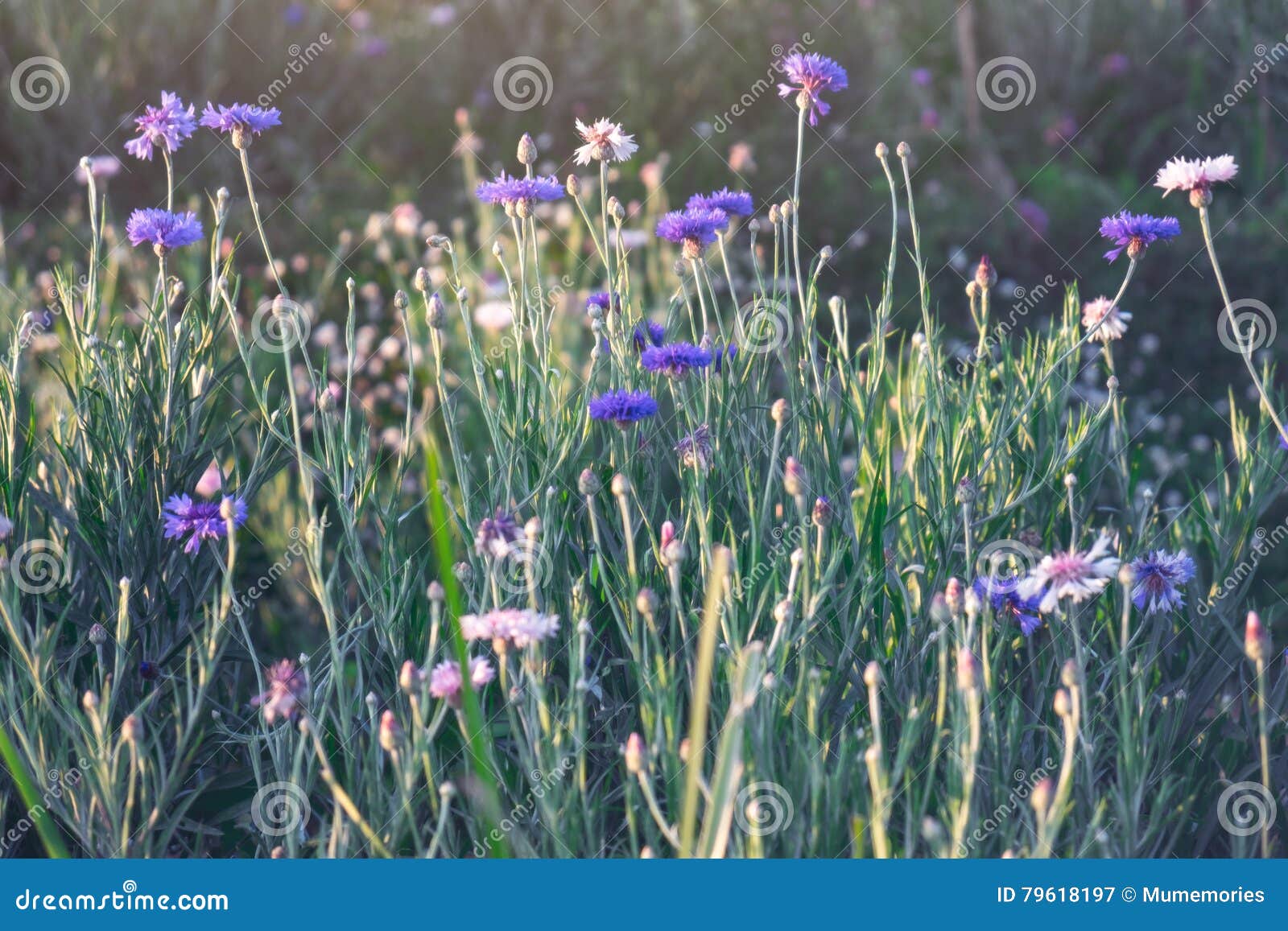 Flower Clump Head Purple Bloom Stock Image - Image of beautiful, chiang ...