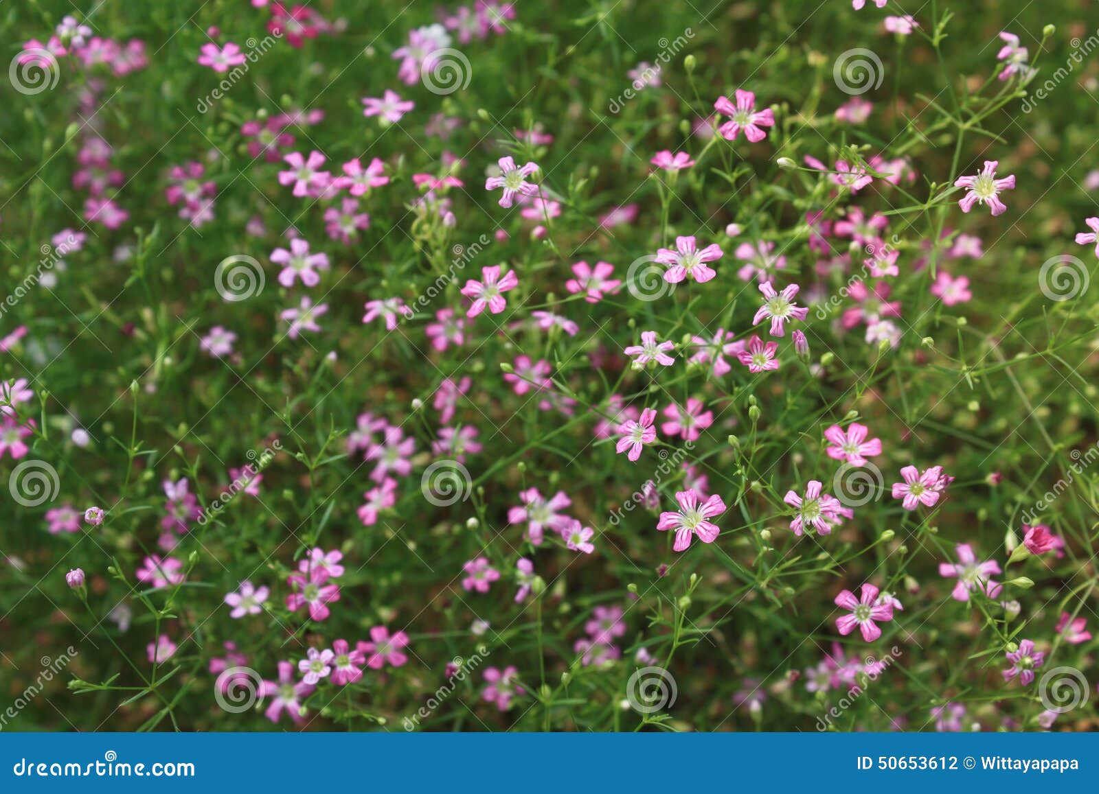 Flower clump with leaves stock photo. Image of garden - 50653612