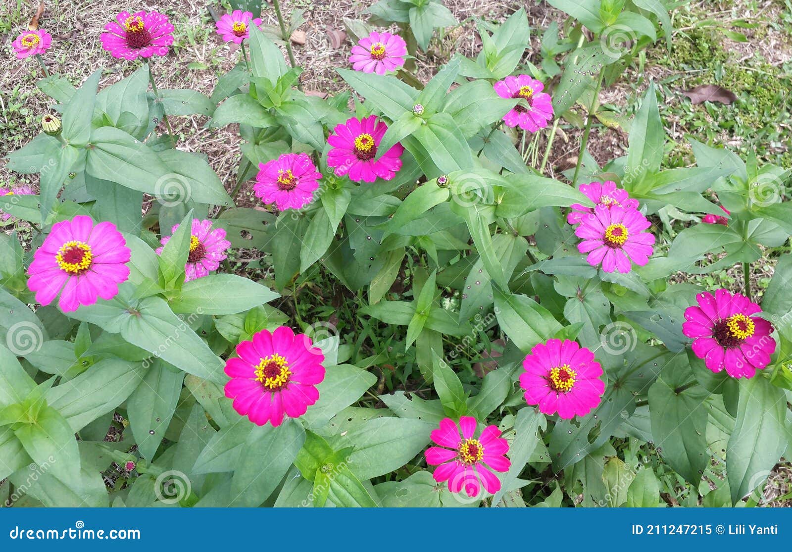 The Flower Clumps of the Paper Tree Look Lovely in Pink Stock Image ...
