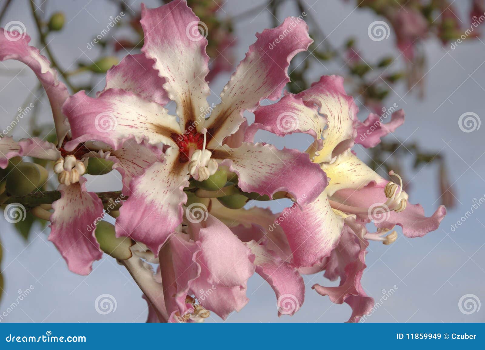 Silk Floss Tree Chorisia Speciosa Or Ceiba Speciosa With Interesting ...