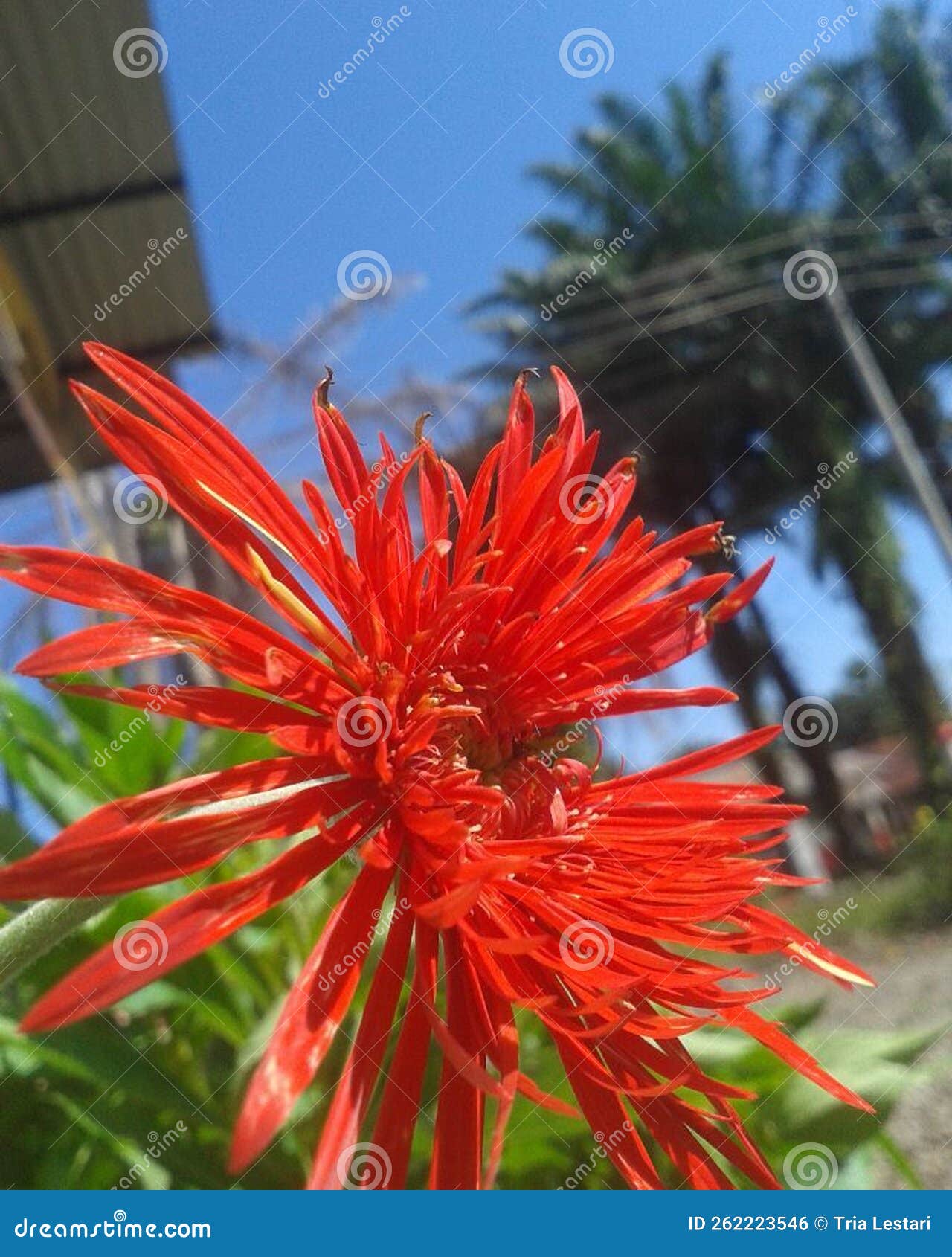 Flower cobra red plant sky stock photo. Image of plant - 262223546