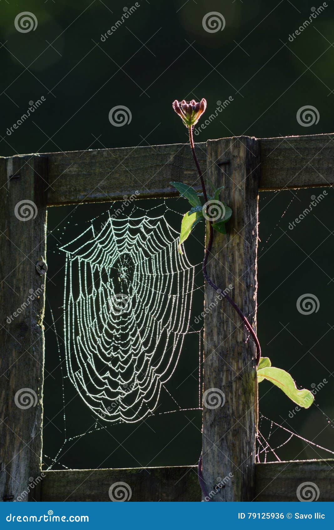 Flower and cobweb stock photo. Image of water, botany - 79125936
