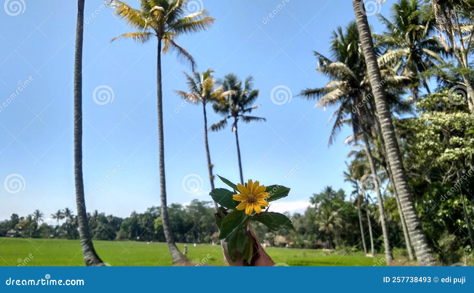 Flower and coconut tress stock image. Image of wind - 257738493