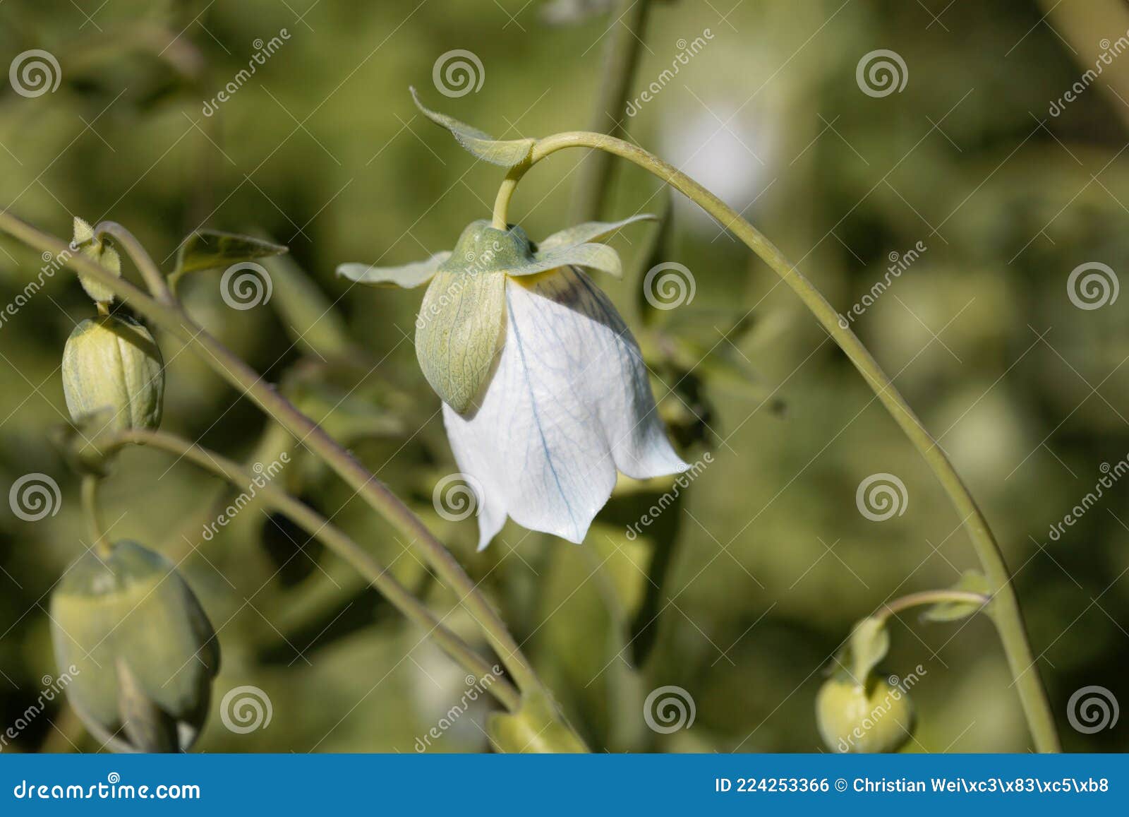 Flower of a Codonopsis Clematidea Plant Stock Photo - Image of green ...