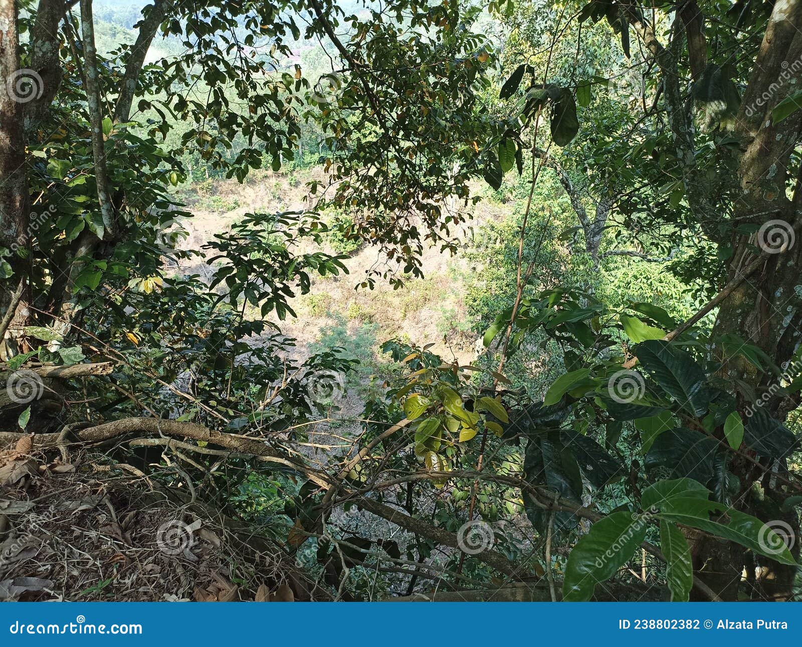 Nyali stock photo. Image of forest, plant, produce, flower - 238802382