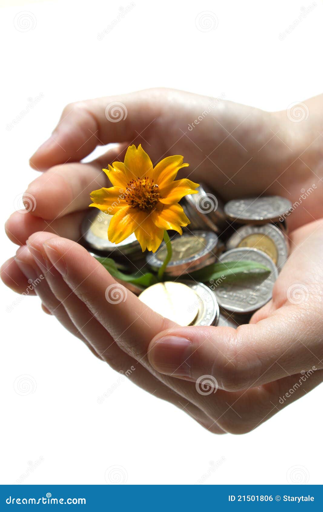 Flower and coins in hand stock photo. Image of care, golden - 21501806
