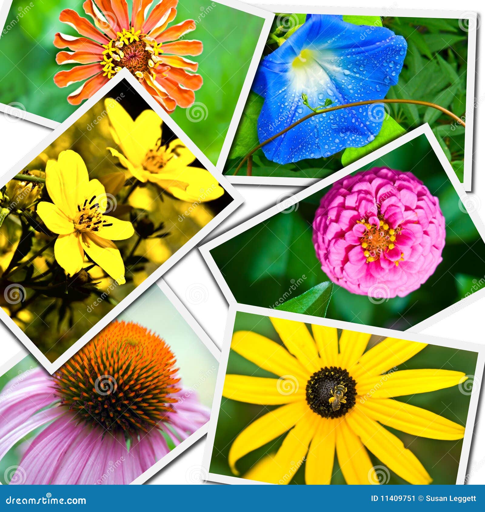 Flower Collage stock image. Image of grouping, garden - 11409751