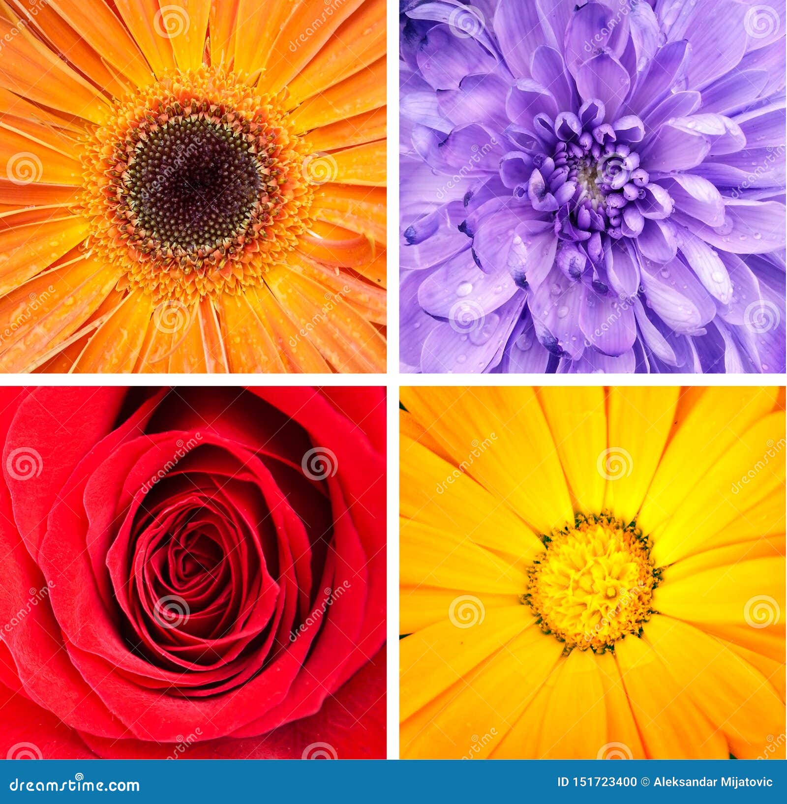 Flower collage stock photo. Image of macro, love, petals - 151723400