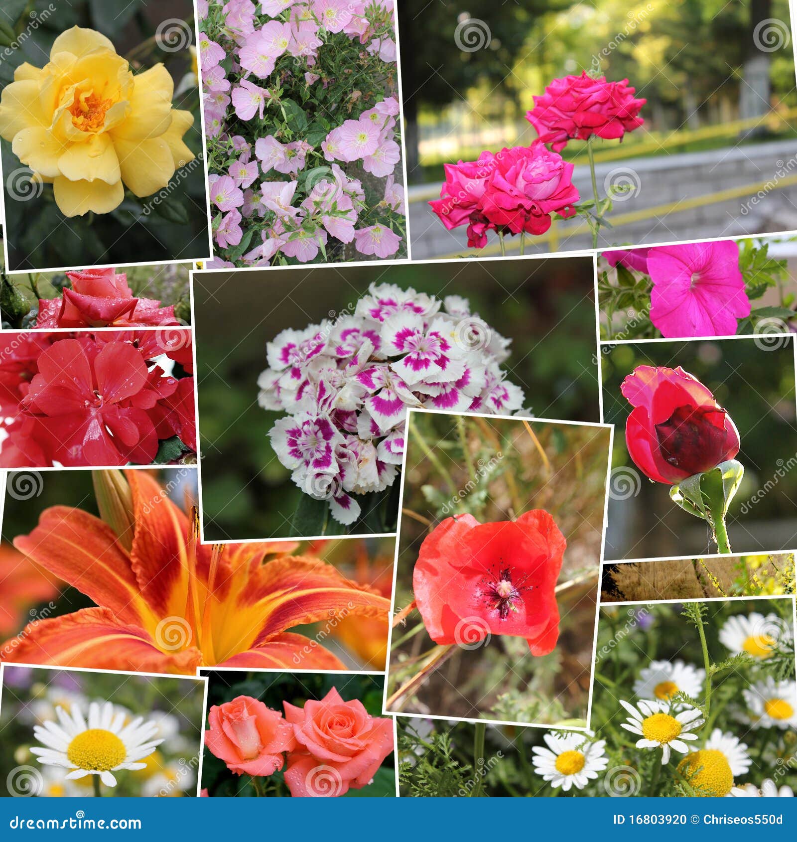 Flower collage stock photo. Image of spring, tropical - 16803920