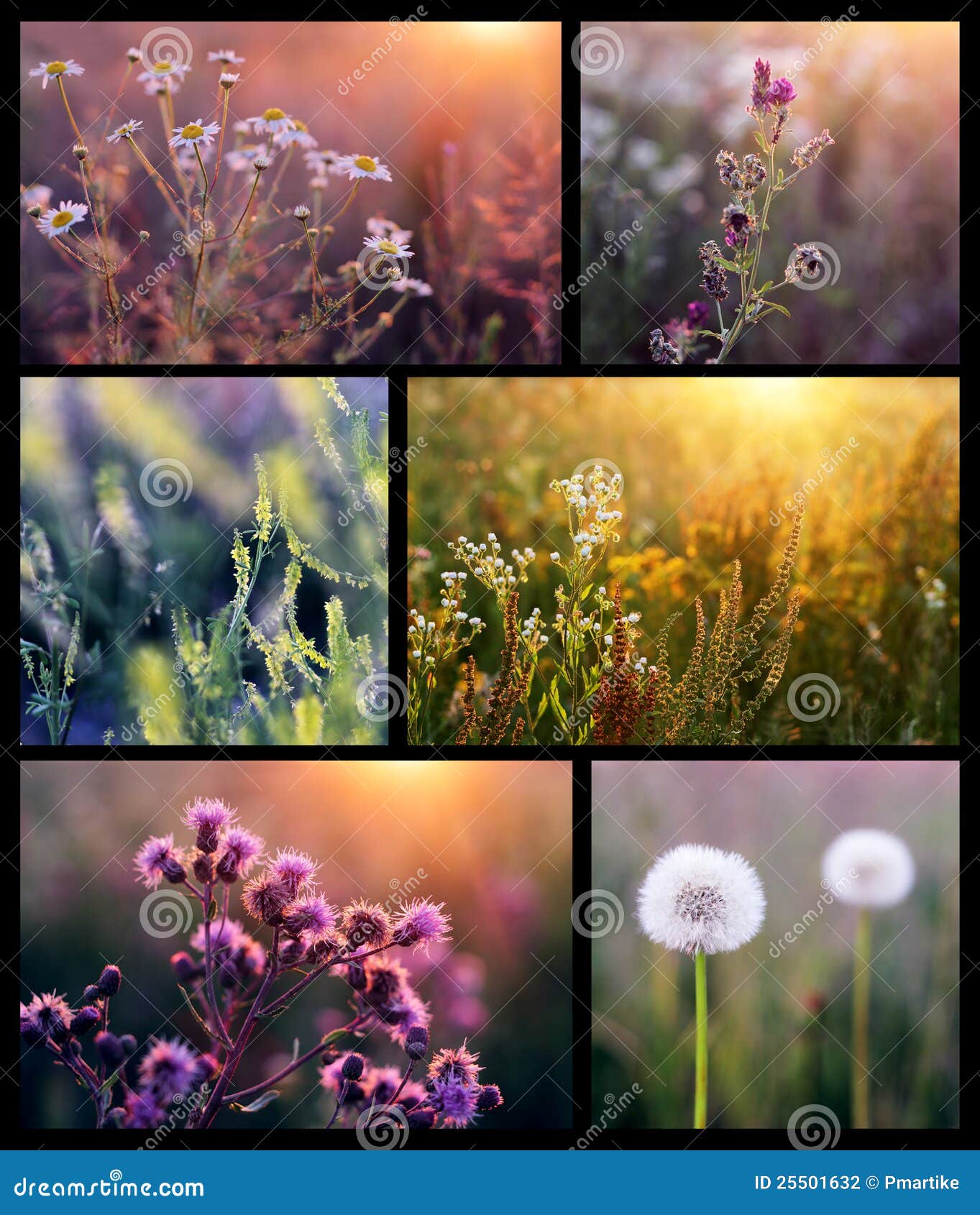 Flower collage stock photo. Image of floral, closeup - 25501632