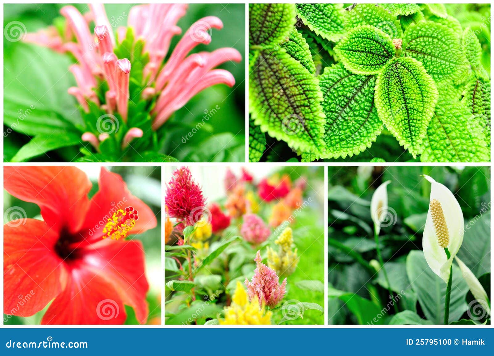 Flower collage stock photo. Image of closeup, yellow - 25795100