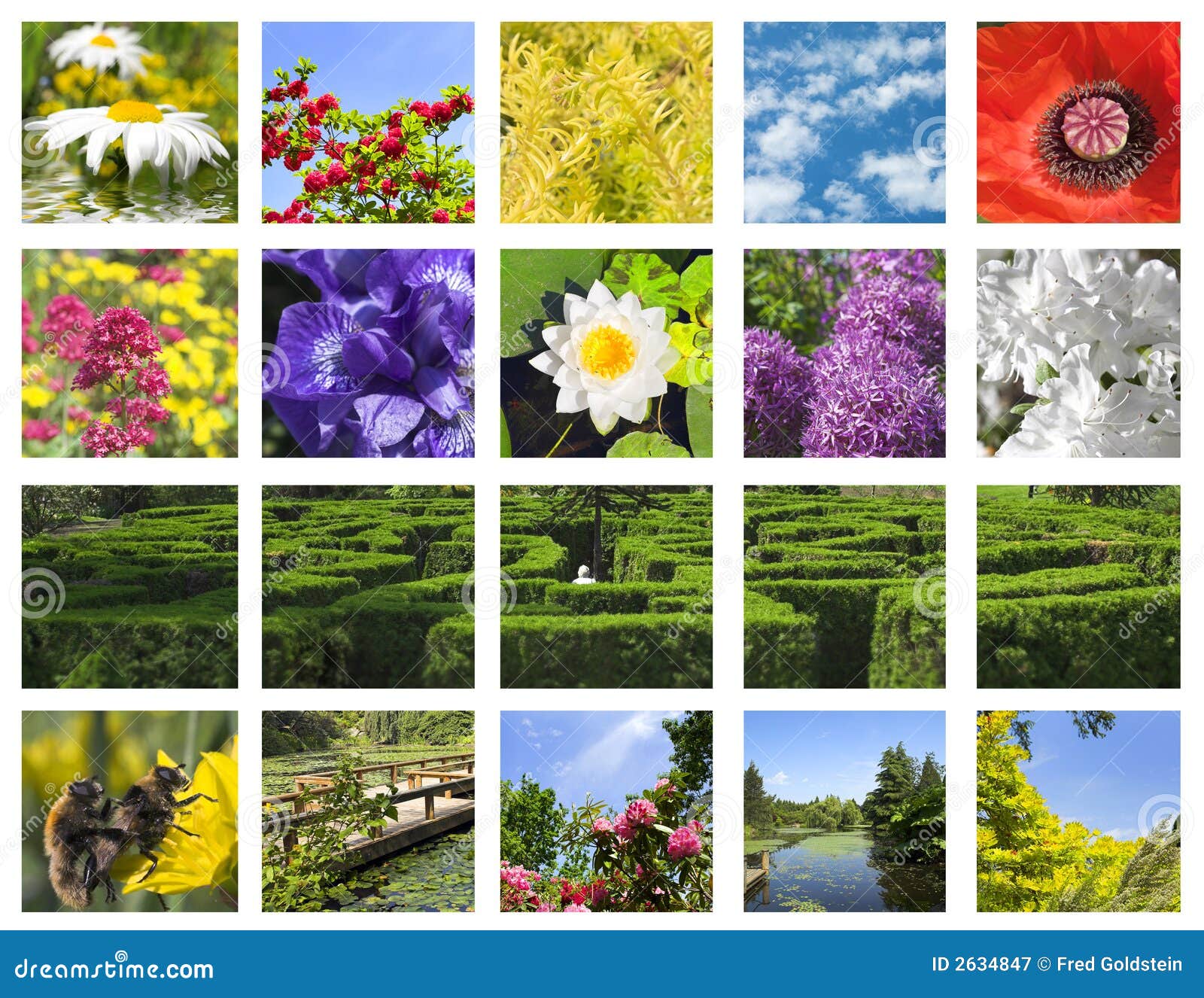 Flower collage stock image. Image of green, calm, nenuphar - 2634847