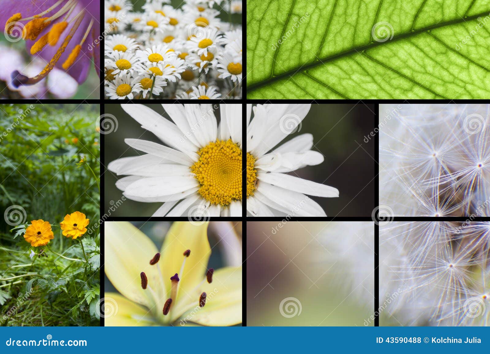 Flower collage stock photo. Image of dandelion, environment - 43590488