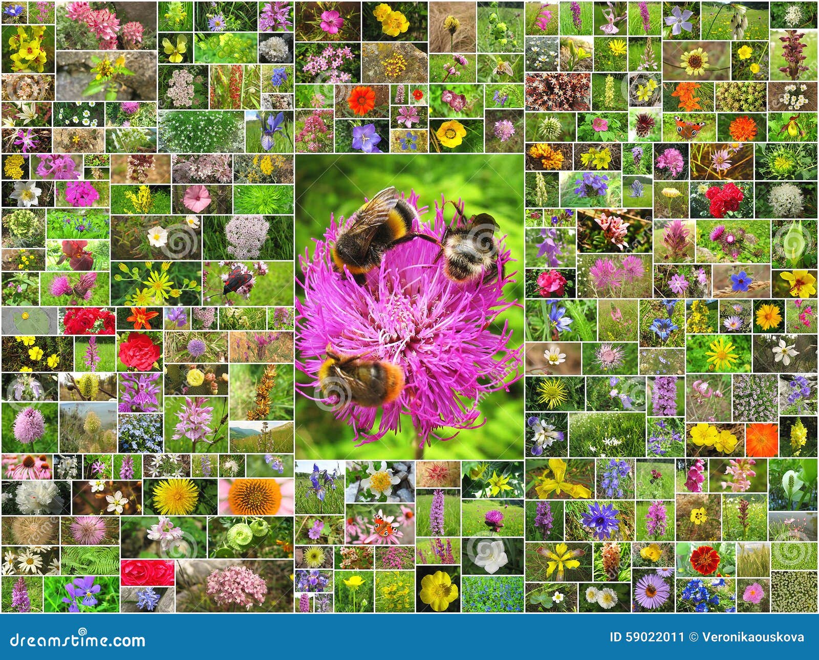Flower Collage stock image. Image of collage, blooming - 59022011