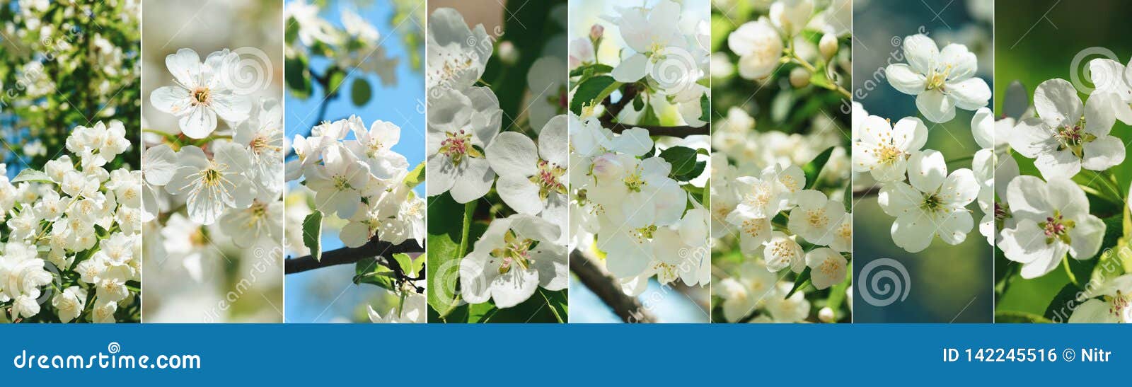 Flower Collage of Various Types Tree Blossom Stock Photo - Image of ...