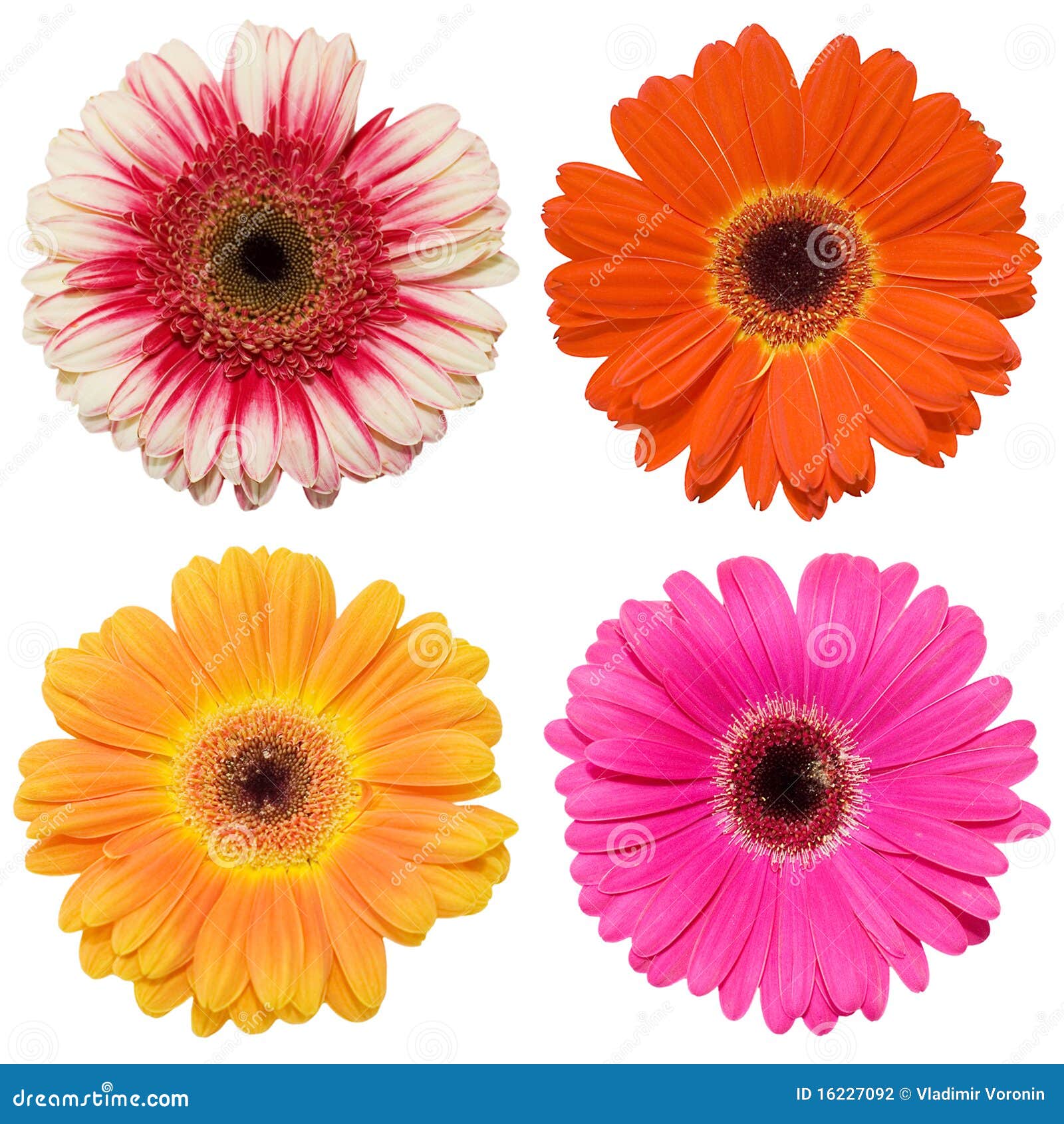 Flower collage on white stock photo. Image of nature - 16227092