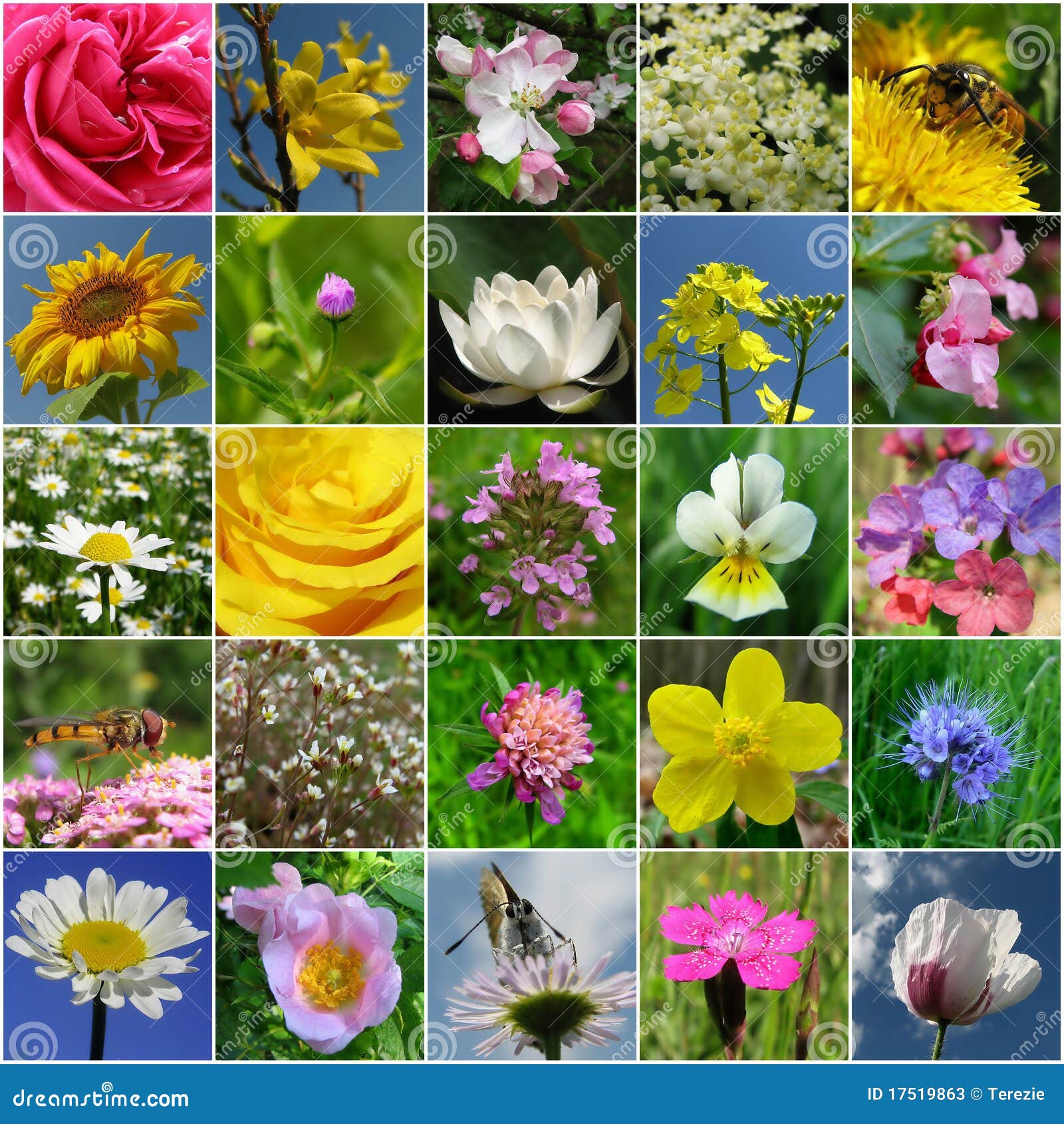 Flower collection stock image. Image of eglantine, meadow - 17519863