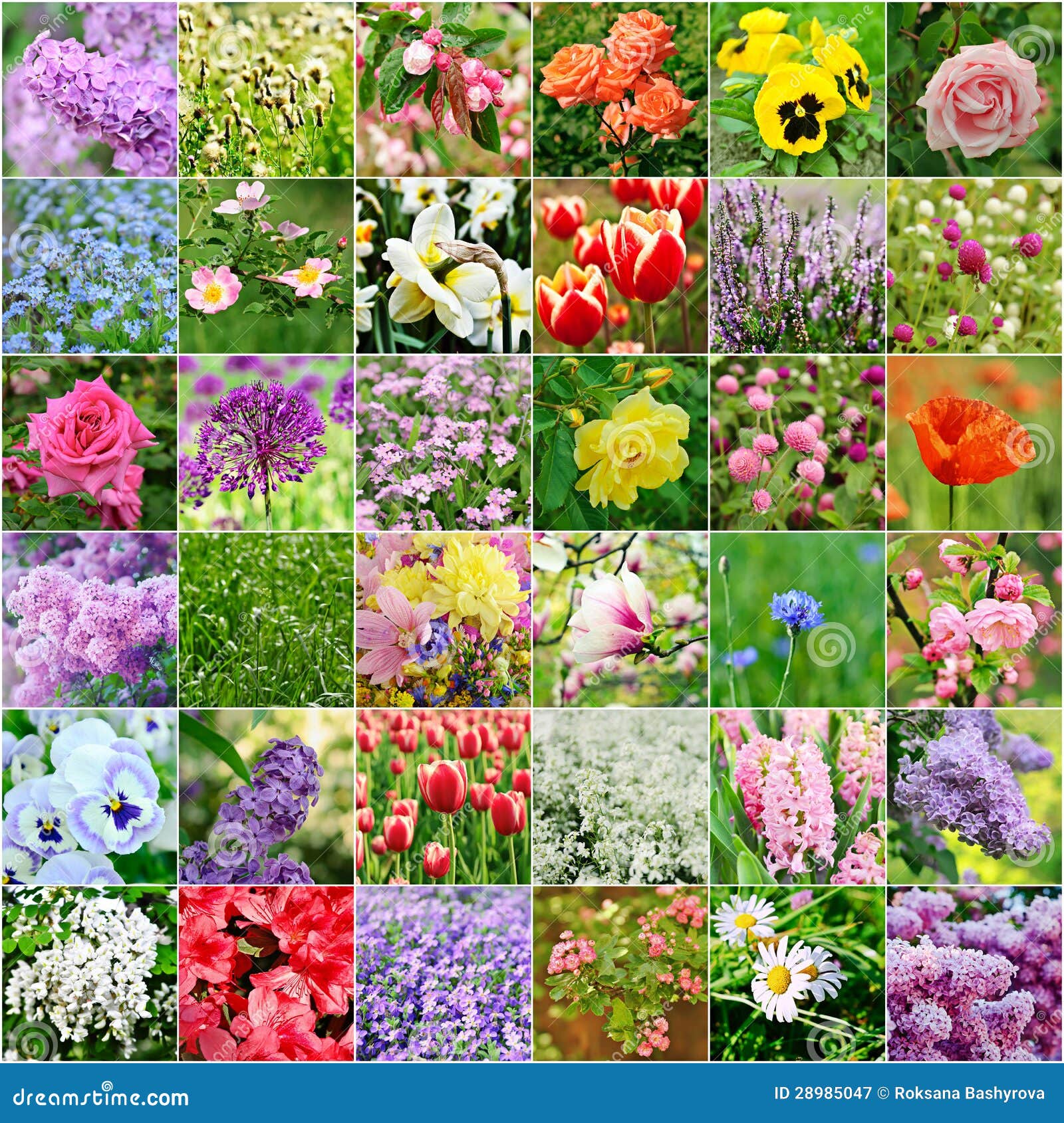 Flower collection stock image. Image of lavender, bright - 28985047