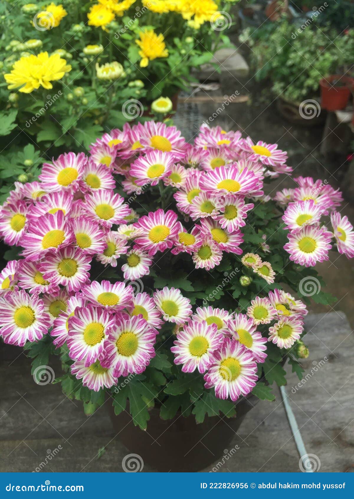 Flower Collection for Hobby Stock Photo - Image of bouquet, flower ...