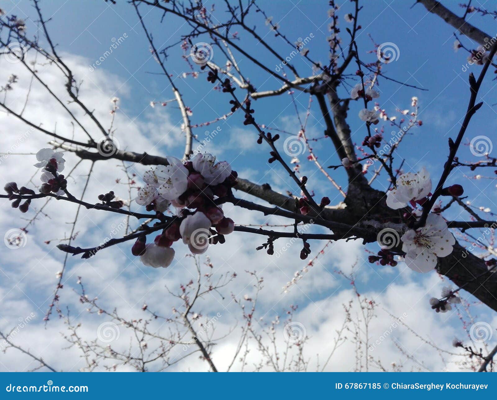 Flower collection spring stock image. Image of colour - 67867185