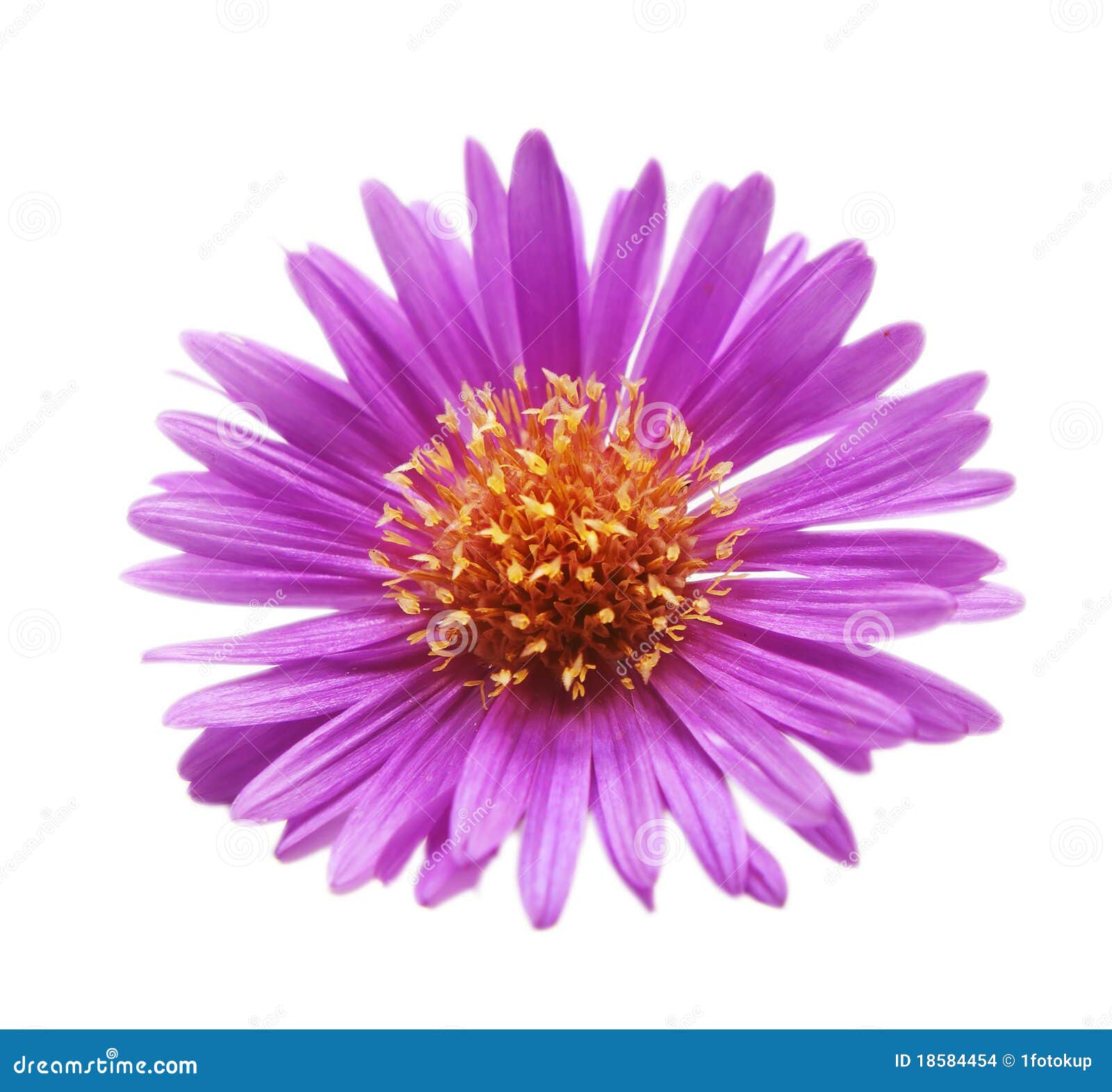 Flower Color stock photo. Image of flora, card, background - 18584454
