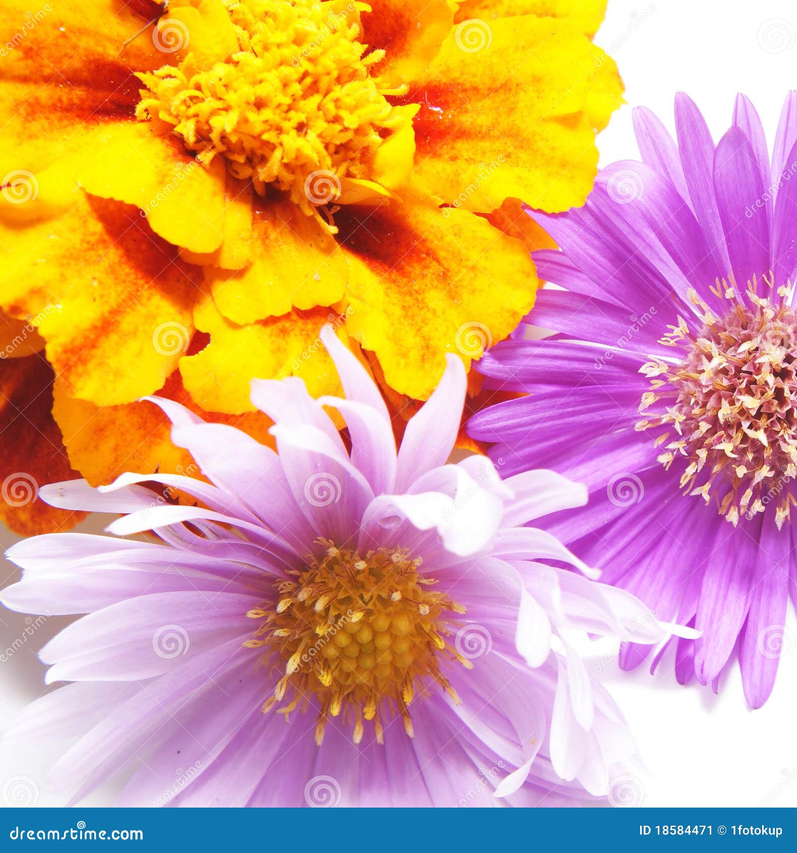 Flower Color stock image. Image of bright, closeup, colorful - 18584471