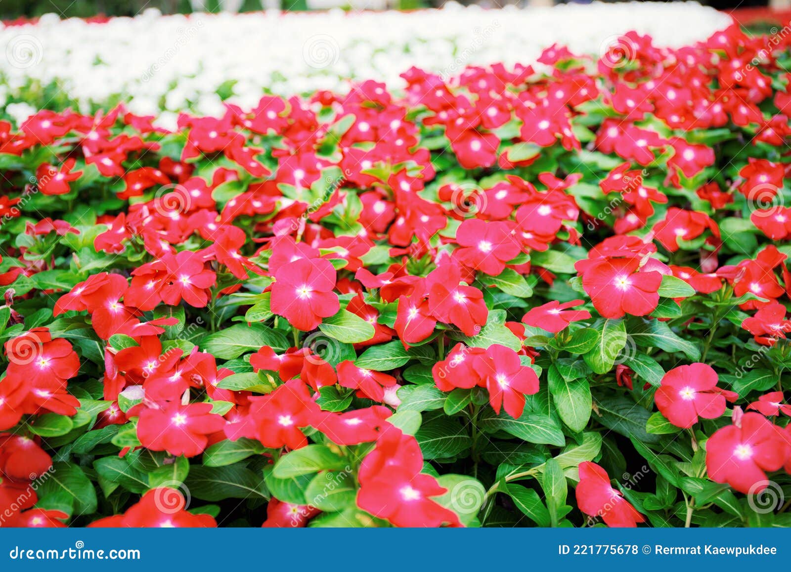 Flower with Color Background Stock Photo - Image of bloom, park: 221775678