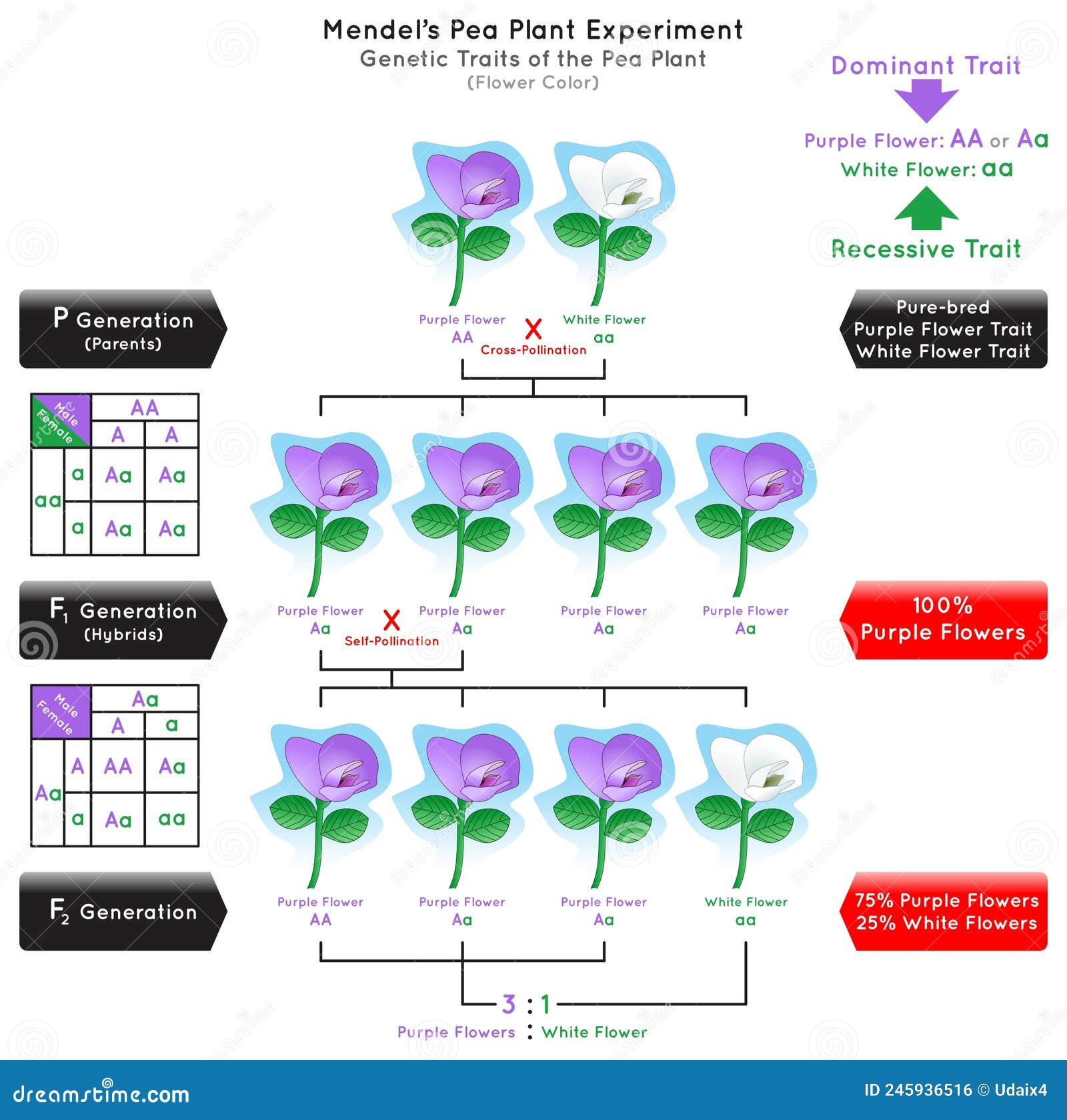 Flower Color Genetic Trait Pea Plant Mendel Experiment Infographic ... Flower Color Genetic Trait Pea Plant Mendel Experiment Infographic ...