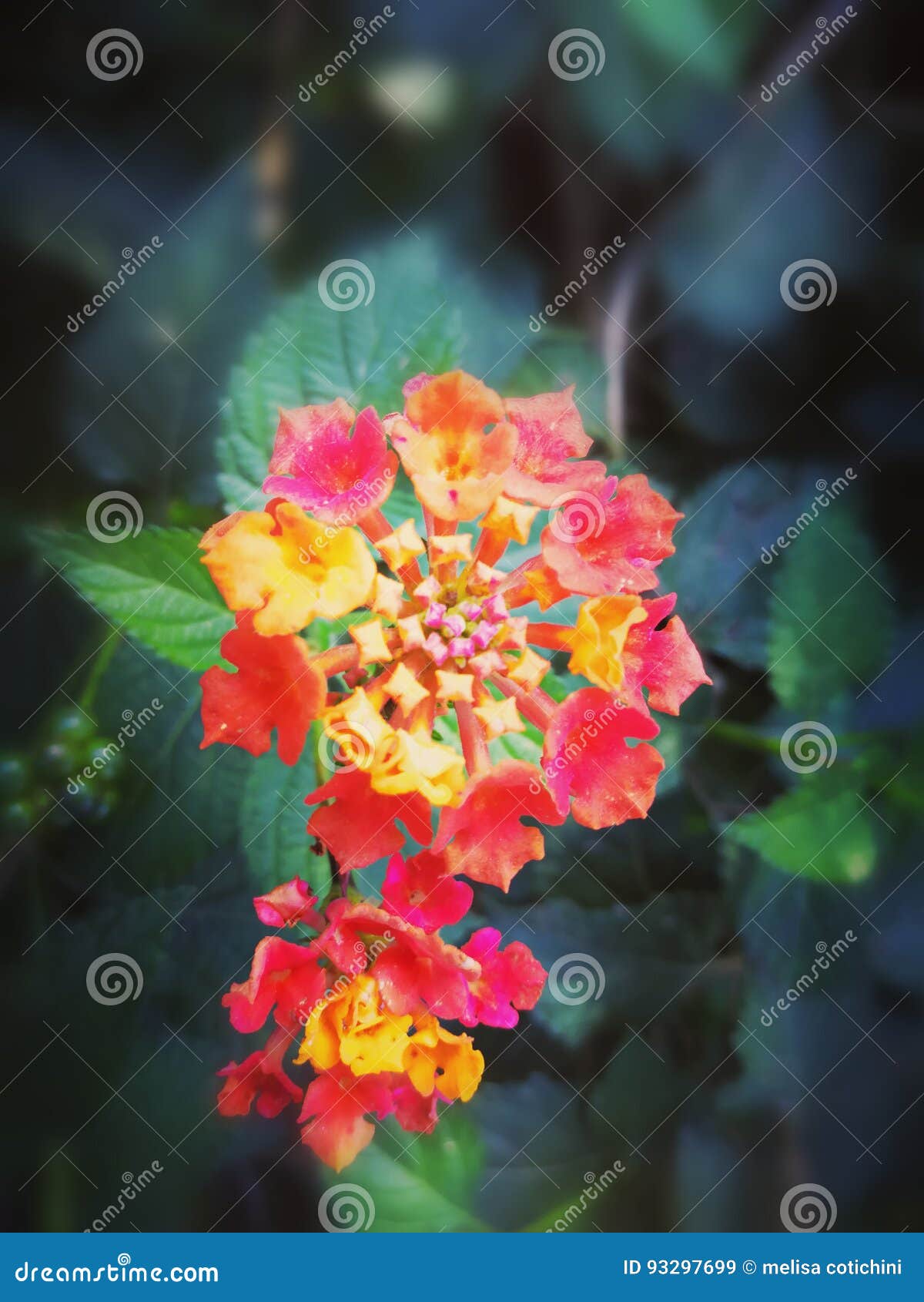 Flower colors stock image. Image of beauty, colors, garden - 93297699