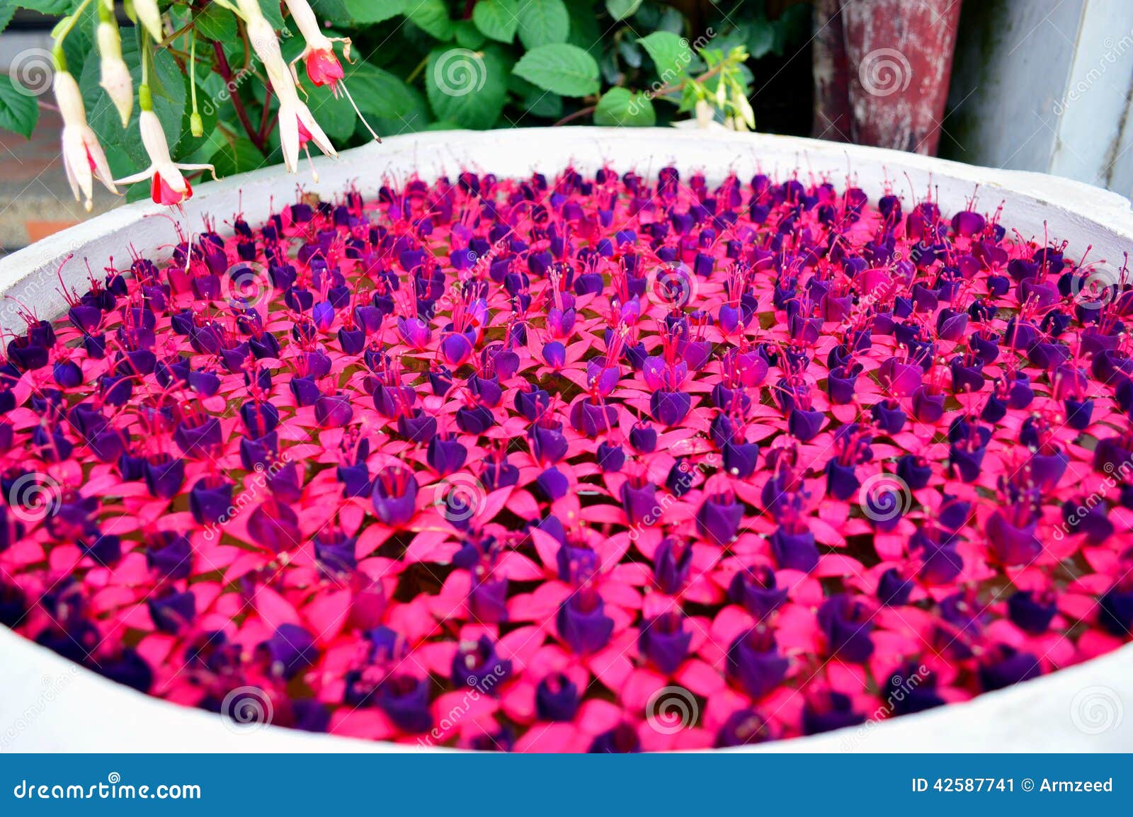 Flower colors stock image. Image of nature, colors, buoyant - 42587741