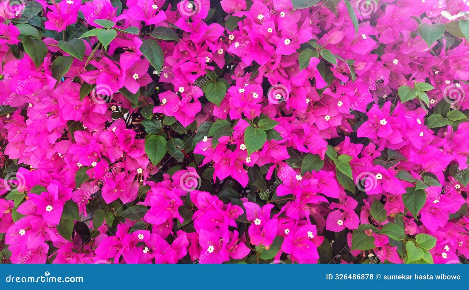 The Flower Colors are Very Nice and Beautiful Stock Photo - Image of ...