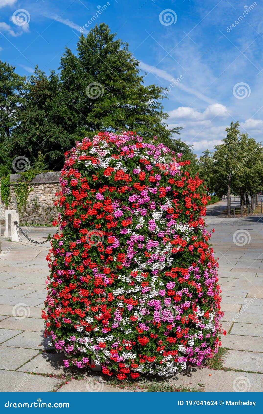 Flower Column with Geranium Flowers Stock Photo - Image of column ...