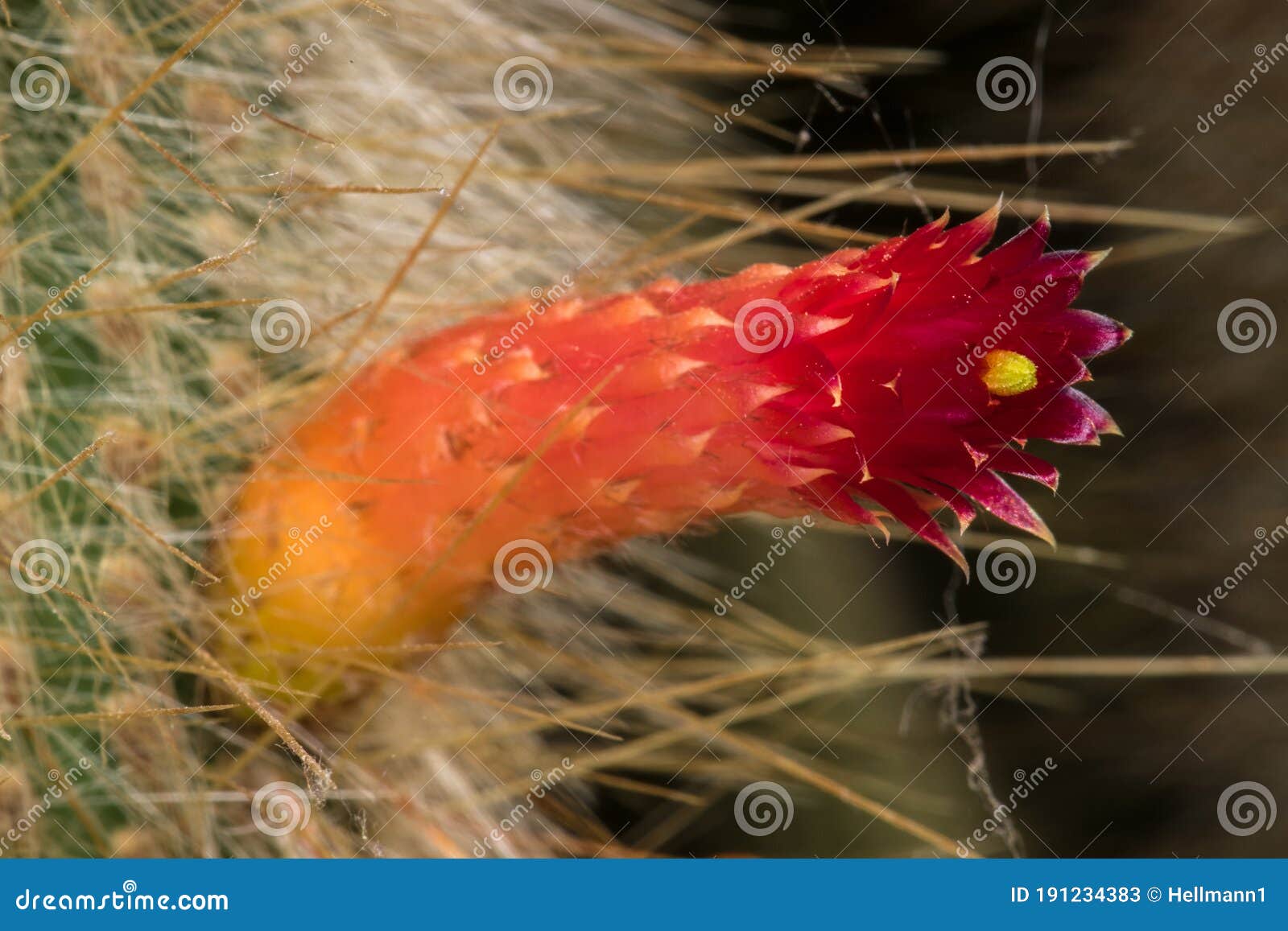 Flower of a Columnar Cactus Stock Image - Image of background, cactus ...