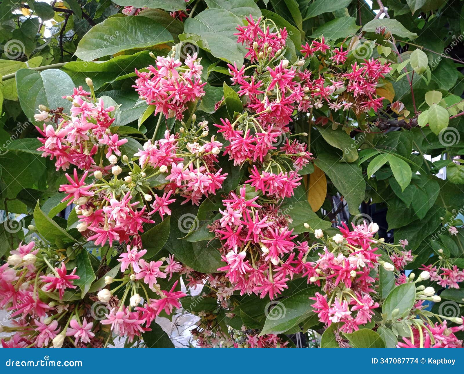 Flower Combretum indicum stock photo. Image of flower - 347087774