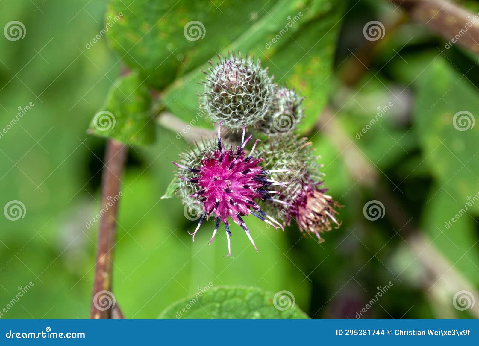 Common Burdock In The Forest. Royalty-Free Stock Photography ...