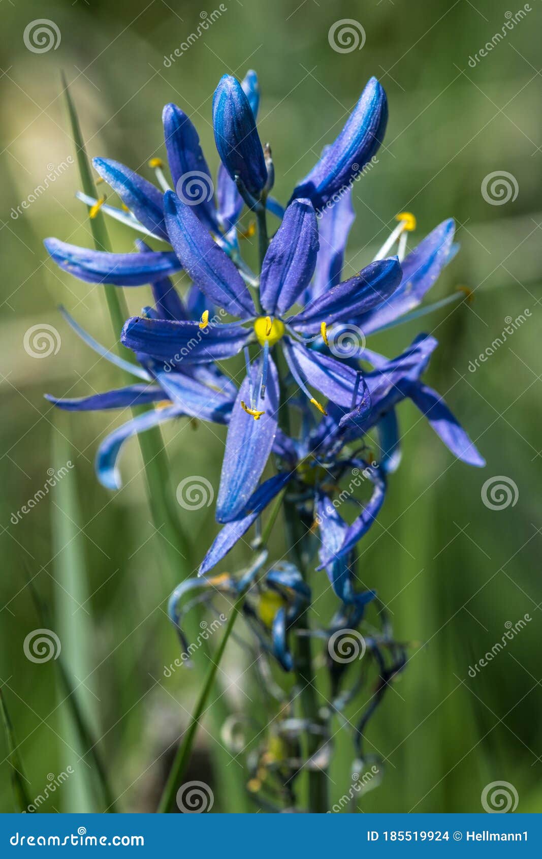 Common Camas Stock Photography | CartoonDealer.com #185519924