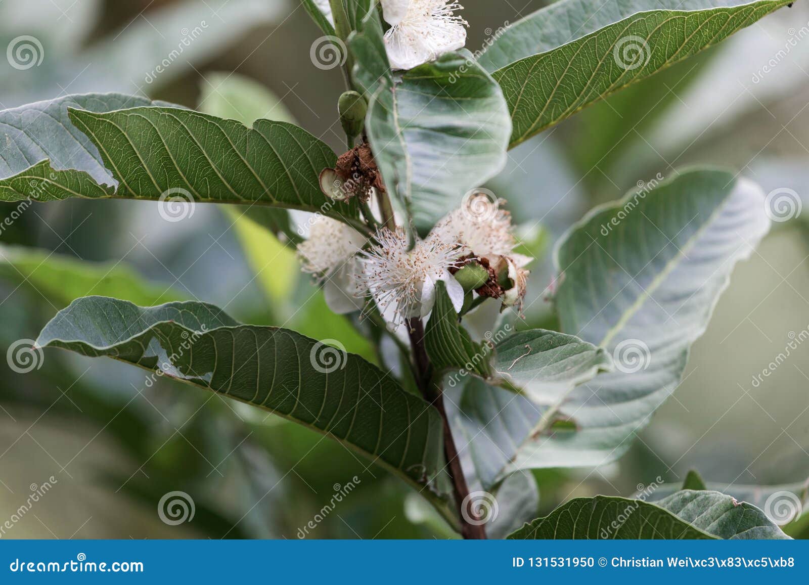 Flower of a Common Guava Psidium Guajava Stock Photo - Image of flower ...