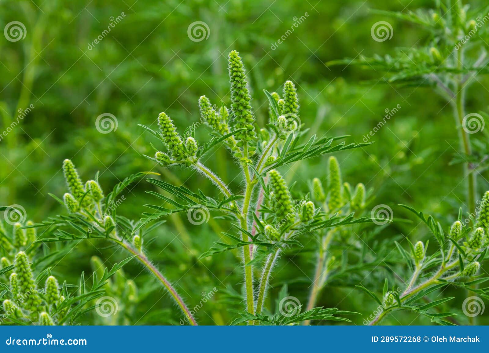 Flower of a Common Ragweed, Ambrosia Artemisiifolia Stock Photo - Image ...