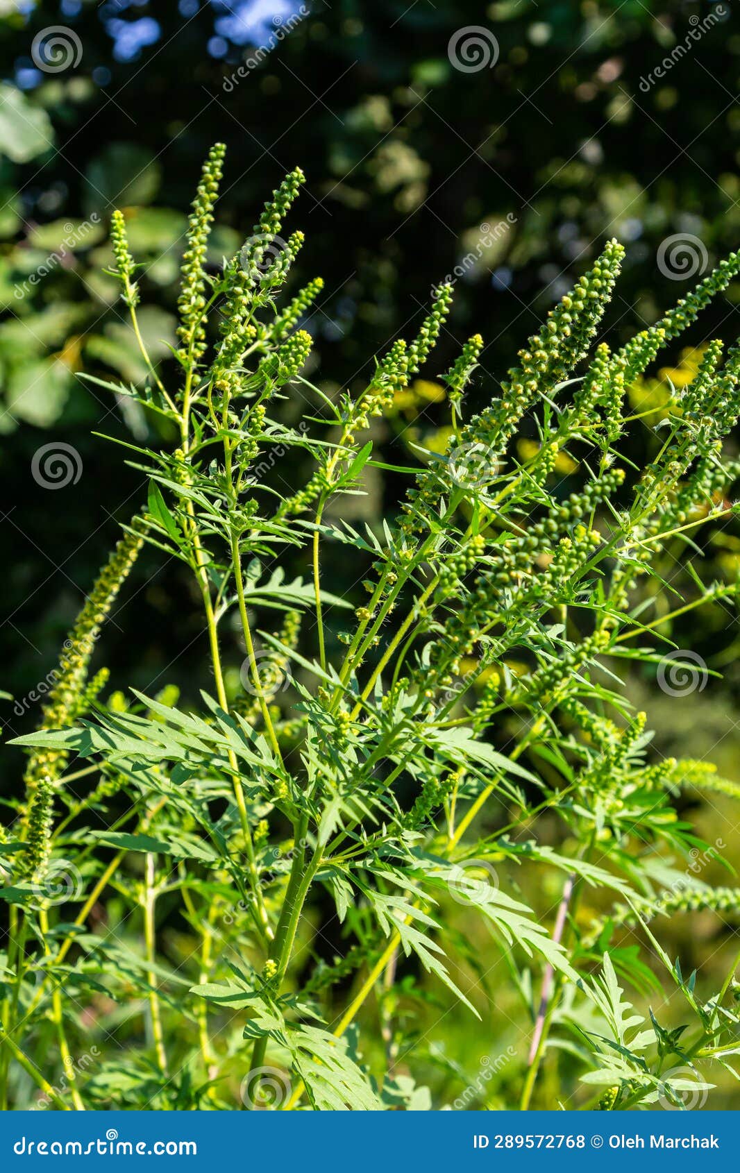 Flower of a Common Ragweed, Ambrosia Artemisiifolia Stock Photo - Image of harmful, botany ...