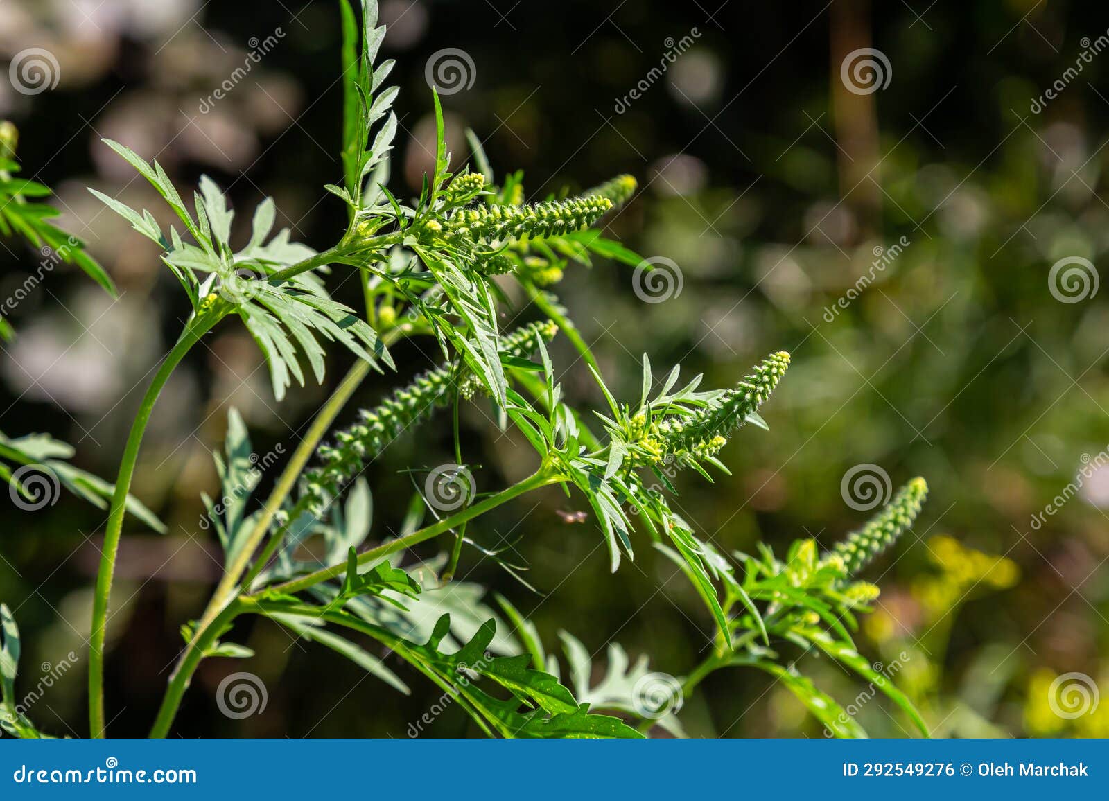 Flower of a Common Ragweed, Ambrosia Artemisiifolia Stock Photo - Image ...