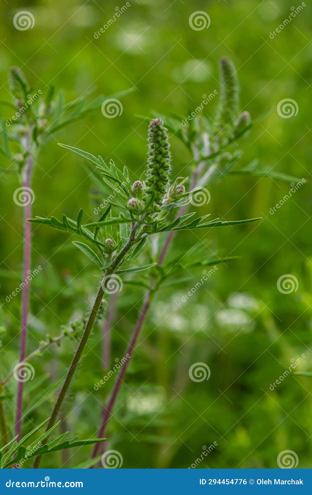 Flower of a Common Ragweed, Ambrosia Artemisiifolia Stock Photo - Image ...
