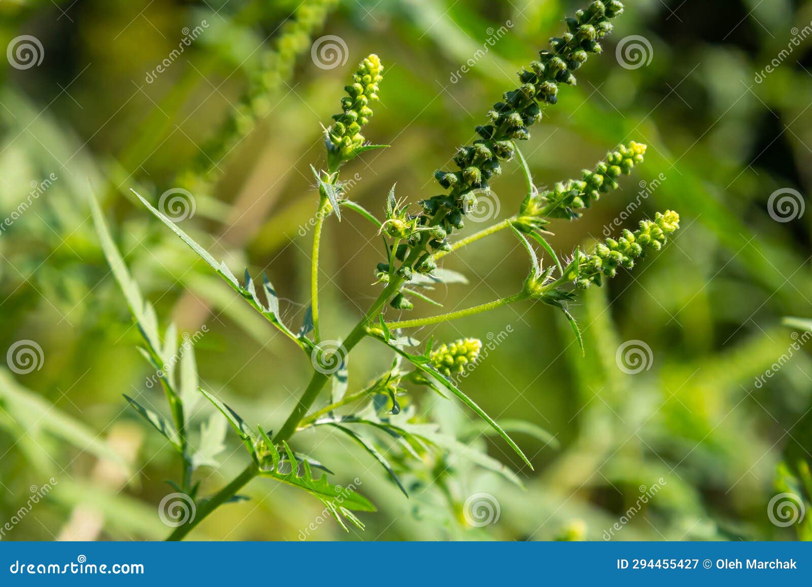 Flower of a Common Ragweed, Ambrosia Artemisiifolia Stock Image - Image ...