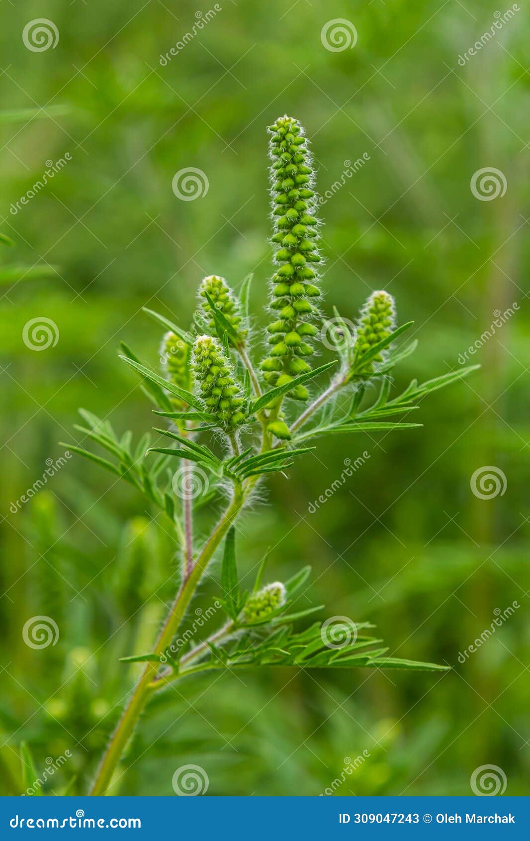 Flower of a Common Ragweed, Ambrosia Artemisiifolia Stock Image - Image ...