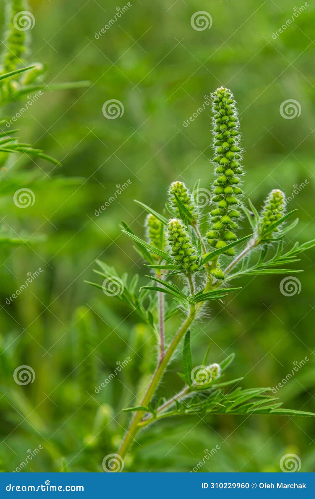 Flower of a Common Ragweed, Ambrosia Artemisiifolia Stock Photo - Image ...