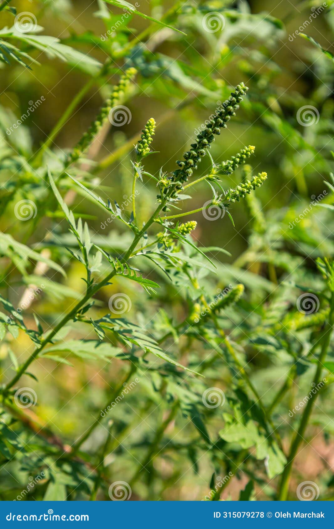 Flower of a Common Ragweed, Ambrosia Artemisiifolia Stock Photo - Image ...