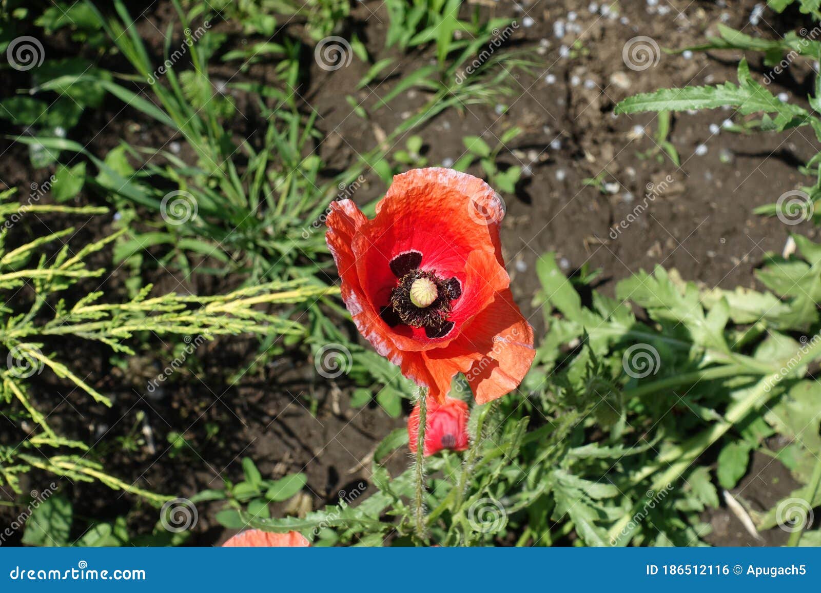 Flower of red poppy in May stock photo. Image of corn - 186512116