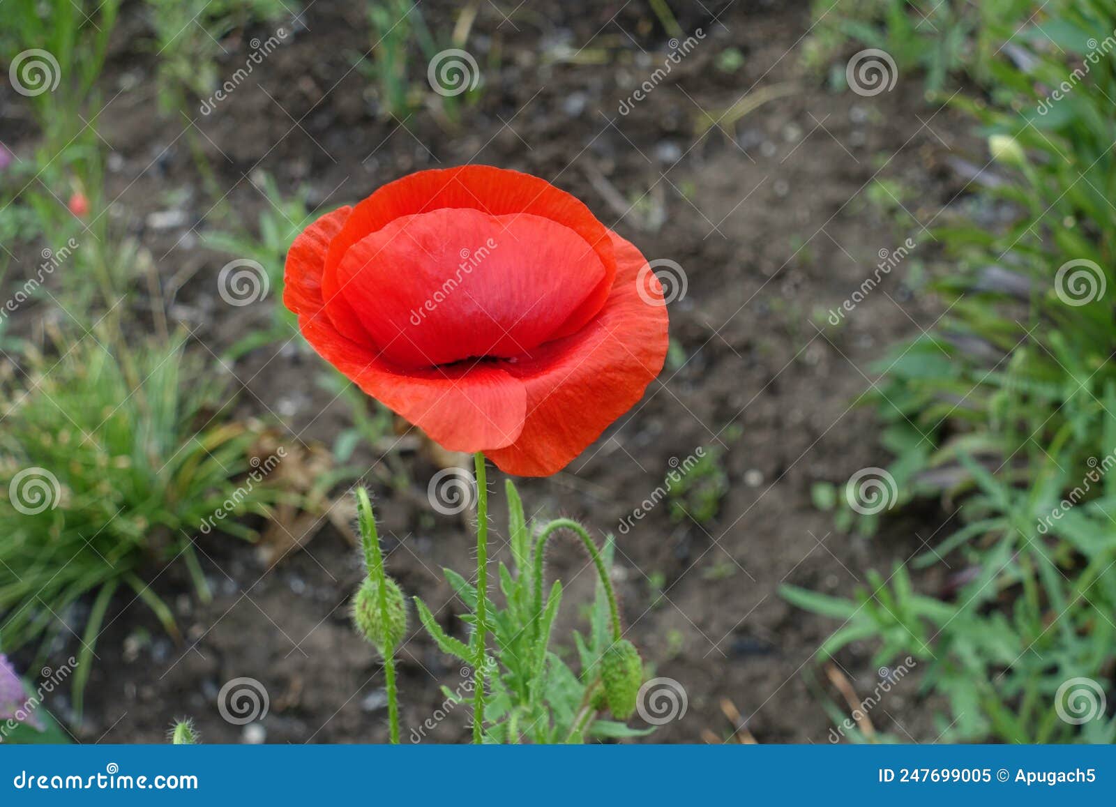 A Flower of Common Red Poppy Stock Image - Image of bloom, park: 247699005