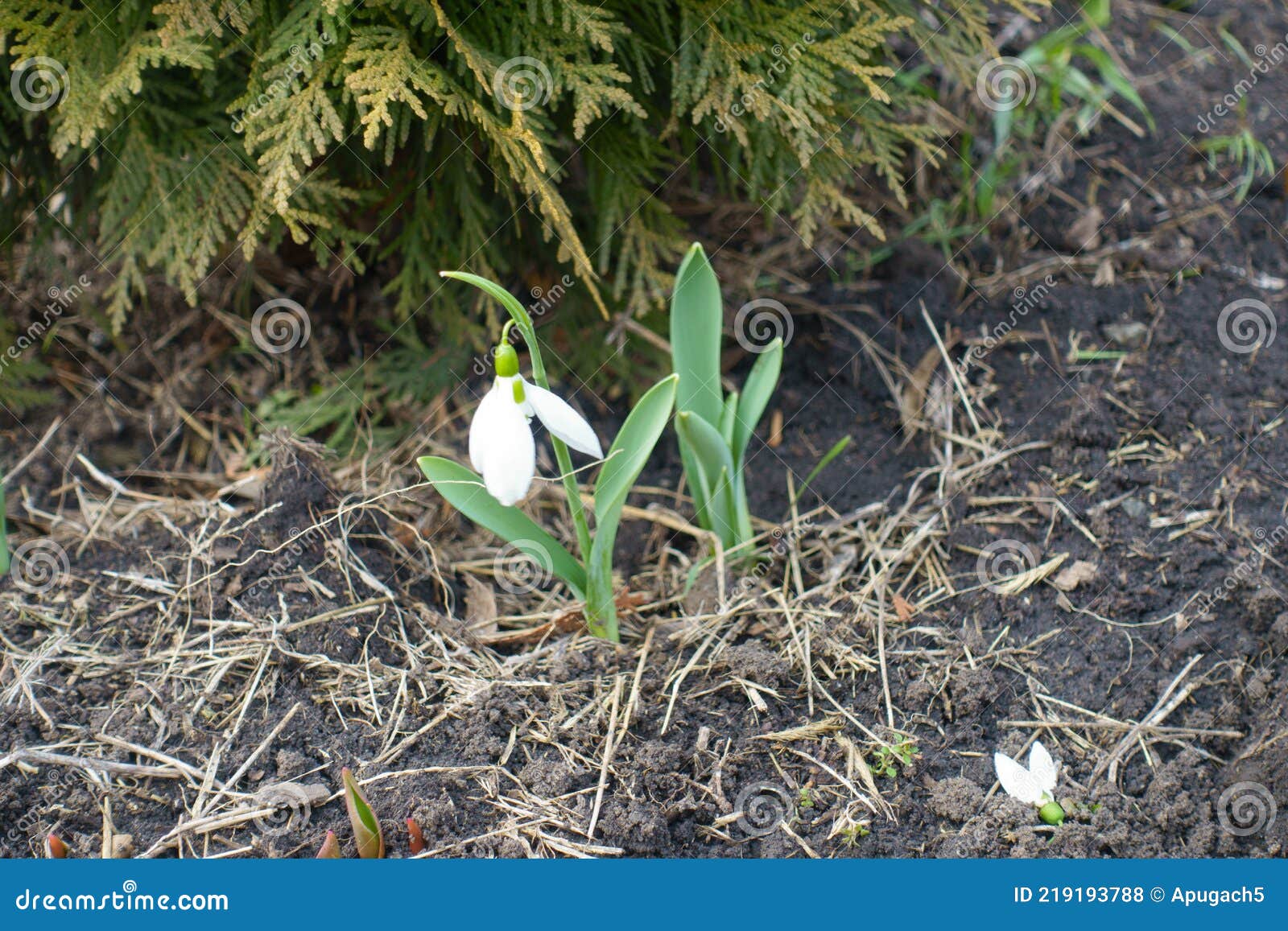 A Flower of Common Snowdrop in February Stock Photo - Image of ...