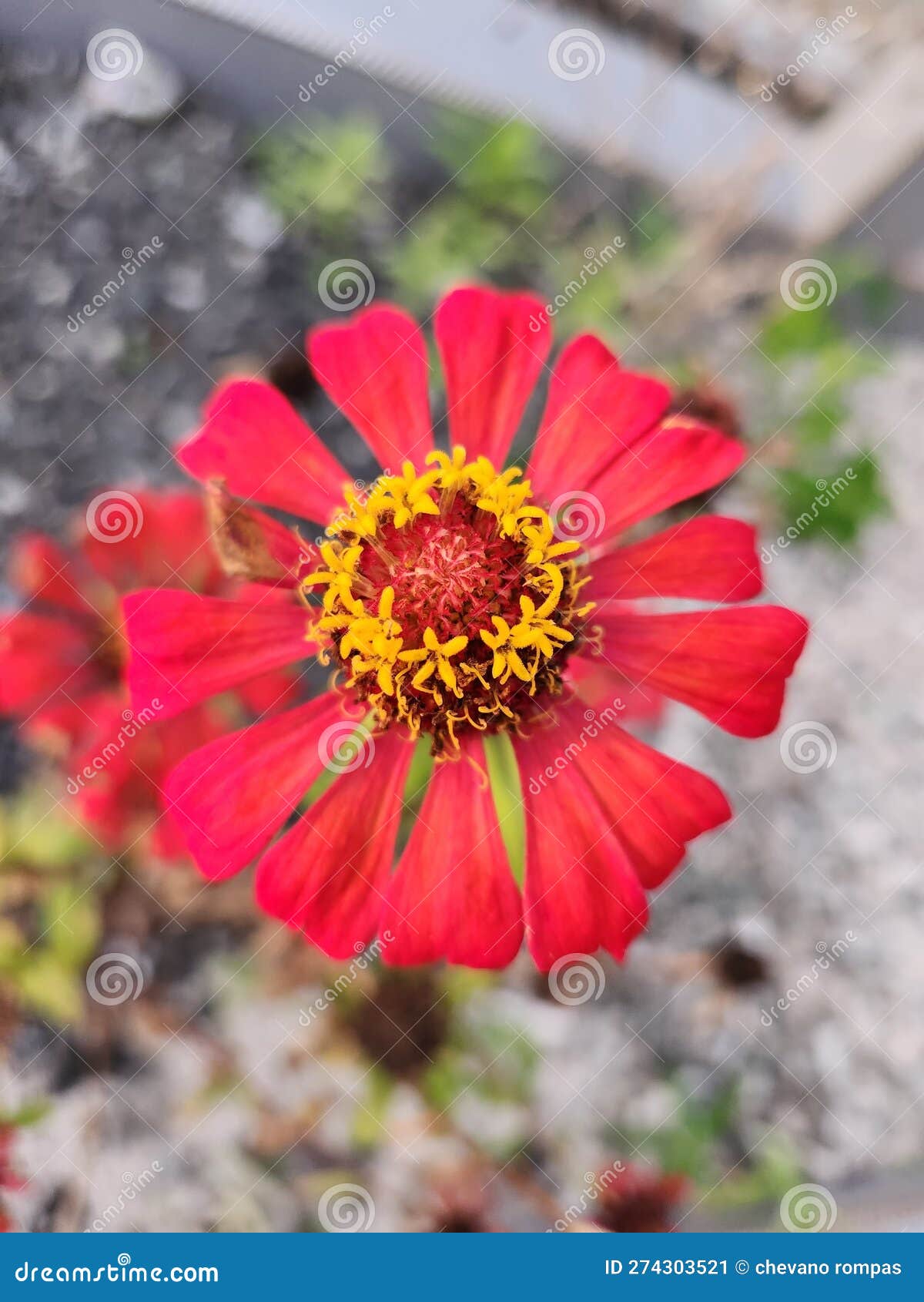 Red Flower Of Common Poppy In Blurred Green Grass Background Among ...