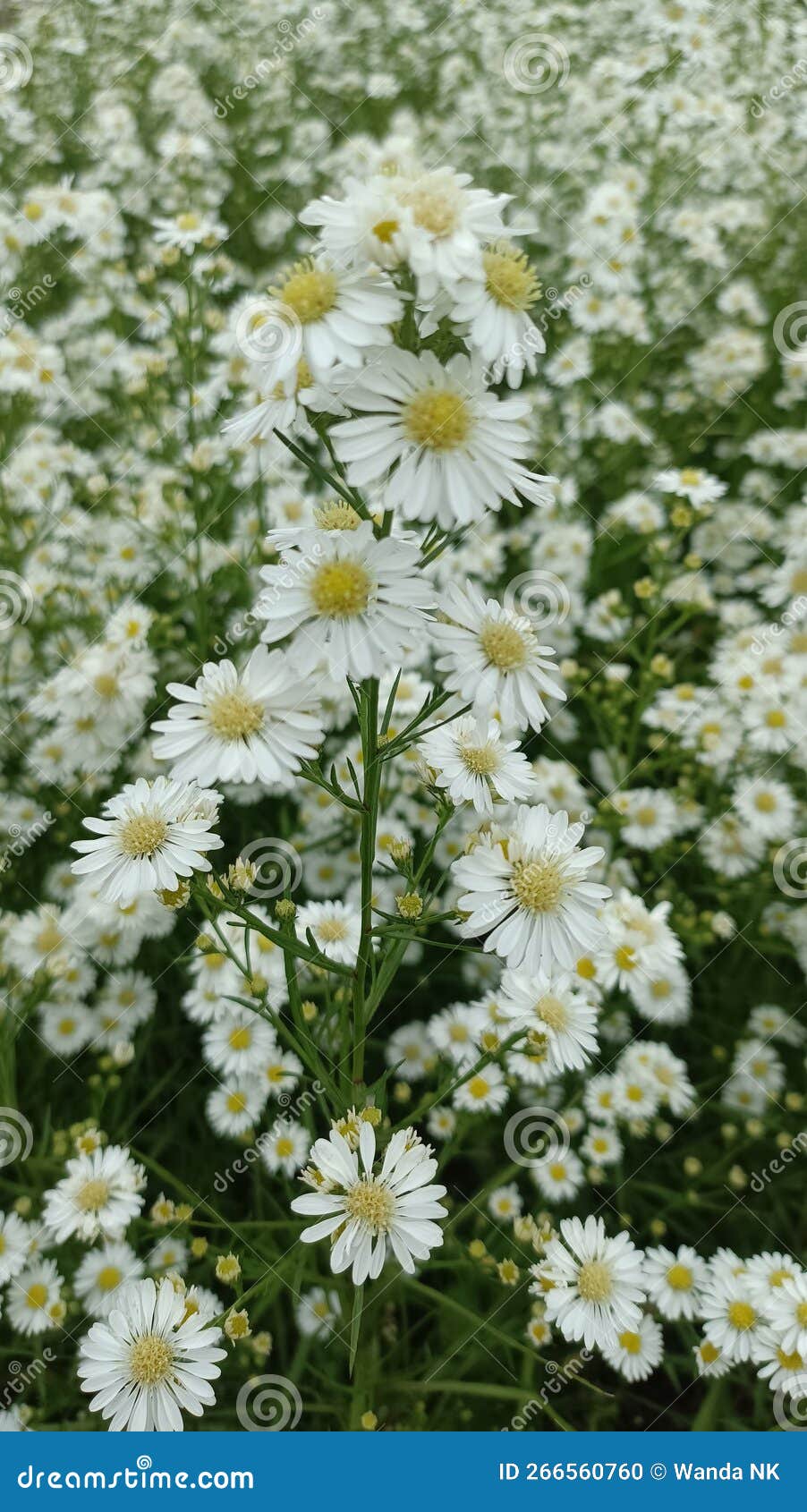 This Flower is Commonly Called the Pikok Flower, Has Several Colors ...